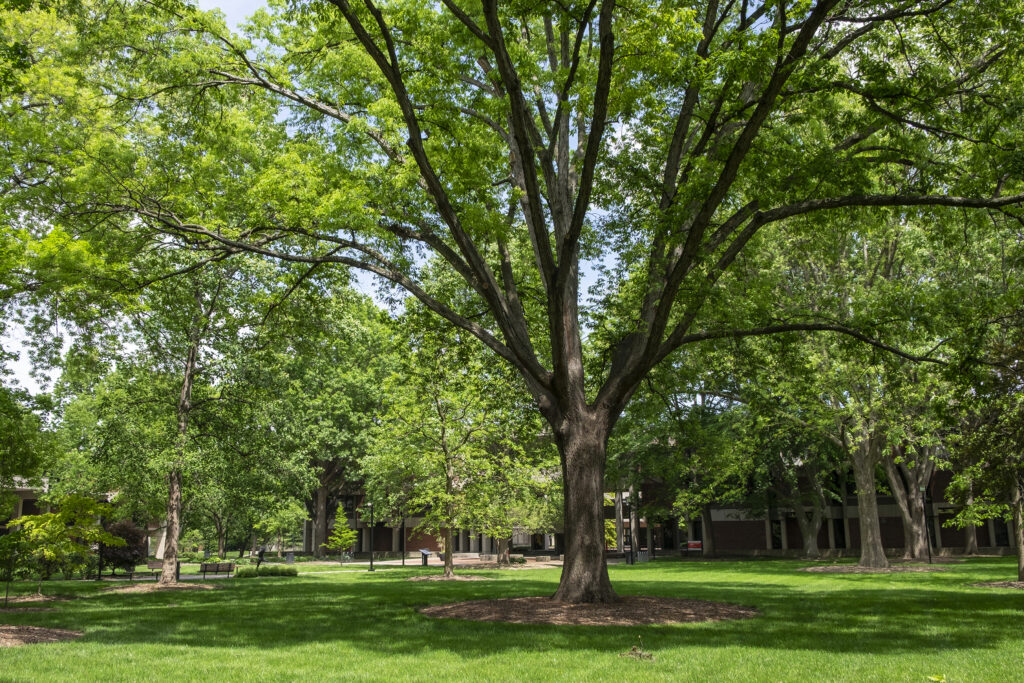 UofL achieves Tree Campus designation, again | UofL News