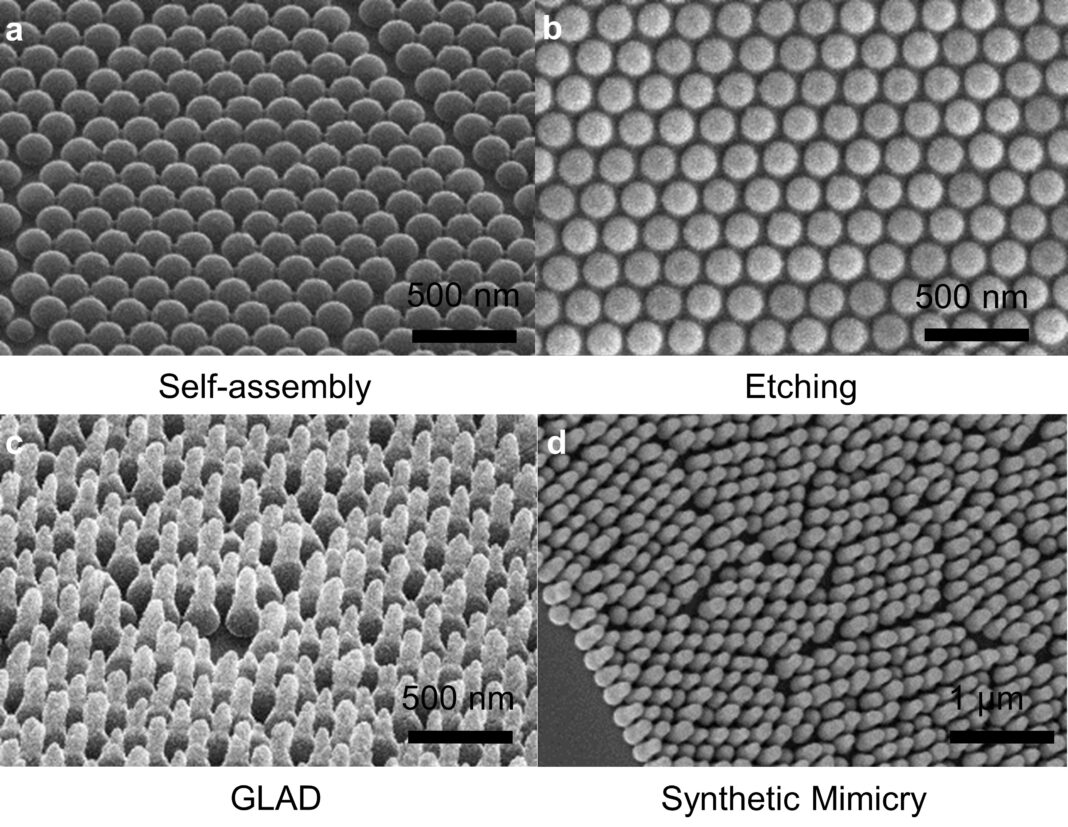 UofL scientists invent antimicrobial surfaces inspired by cicada wings ...